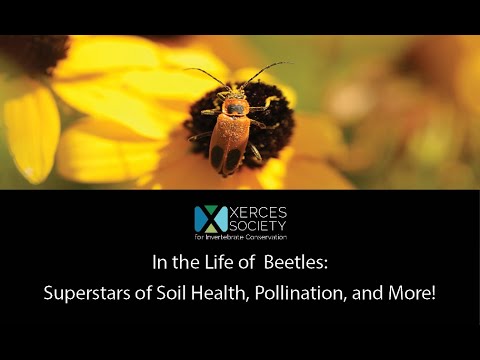 In the Life of Beetles: Superstars of Soil Health, Pollination, and More!