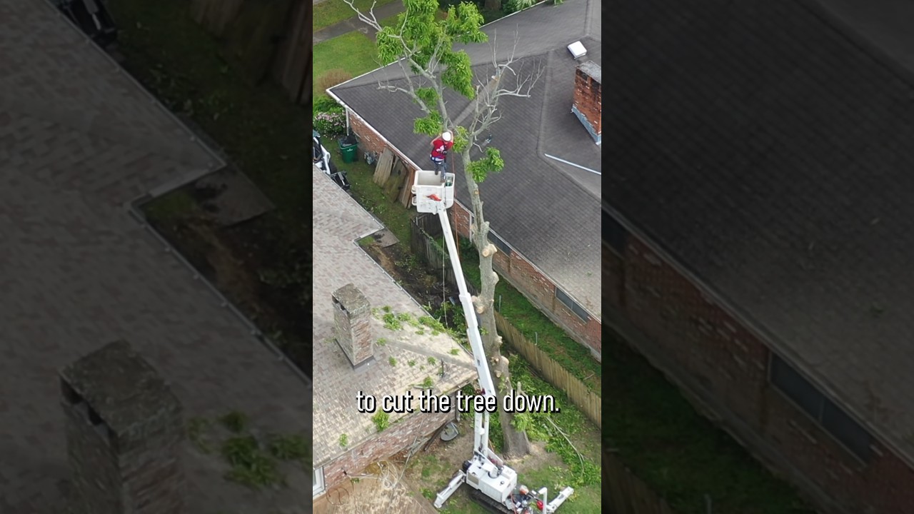 The CHEAPEST Tree Removal Bid