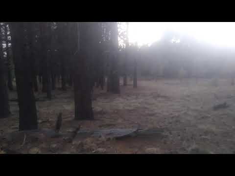The WILDLIFE encountered in COCONINO NATIONAL FOREST in AZ