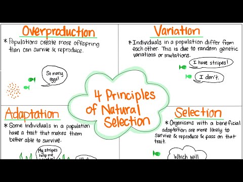 The 4 Principles of Natural Selection