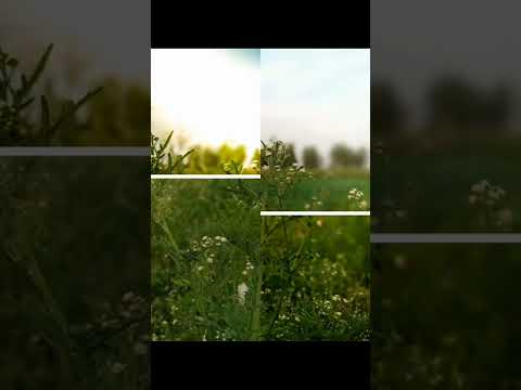 Before and after editing #shorts #short #nature #lightroom #snapseed #editing #edit #naturelovers