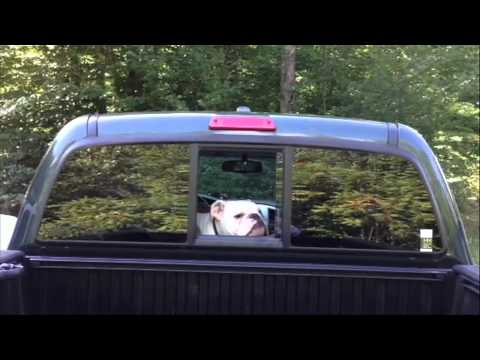 ORVIS Presents: A Celebration of Dogs