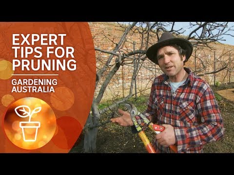 Expert tips for winter pruning and practical tool maintenance