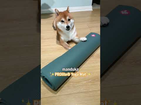 Yuzu the Shiba Uses the Manduka PROlite Yoga Mat! 🐕️