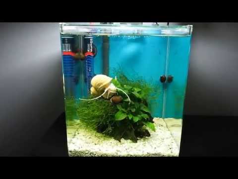 Giant Apple Snail - Nano Aquarium (Day 106)