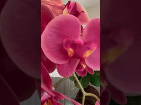 Mikasa Artificial Orchid in Pot Review, No one would guess this is a fake plant
