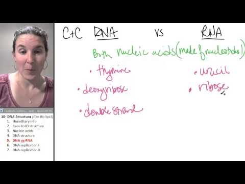 DNA 5- DNA vs RNA