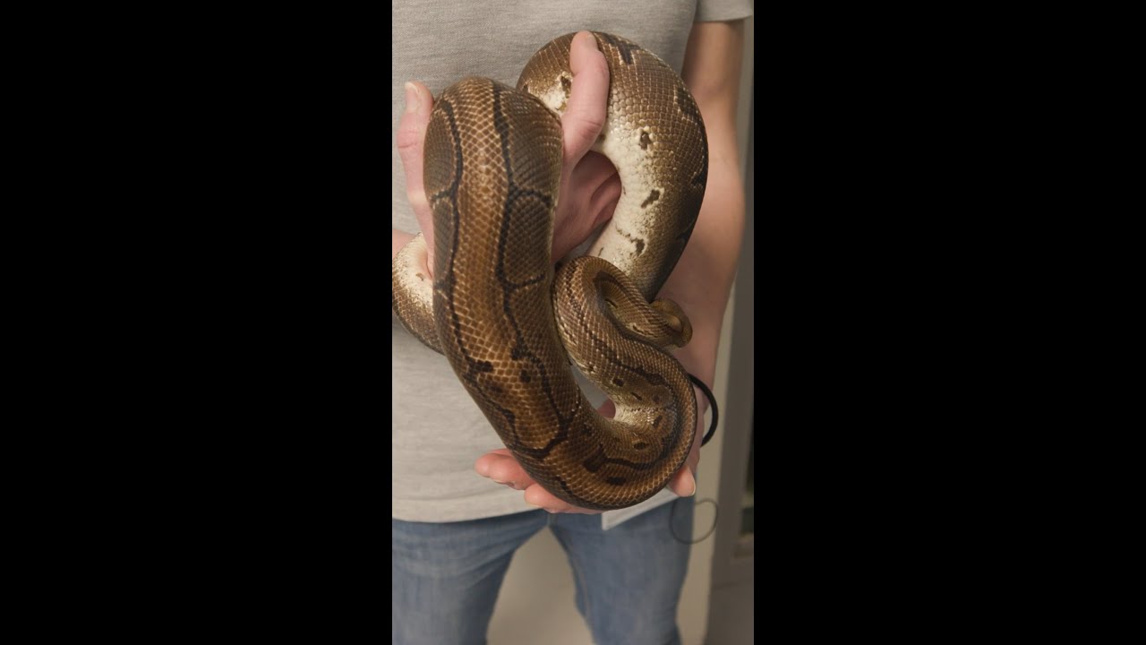 Ball Python Snake With A Unique Pinstripe Morph 🐍