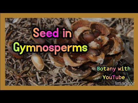 Seed in Gymnosperm | Gymnosperms | Seed formation in gymnosperms | Seed production in gymnosperms |