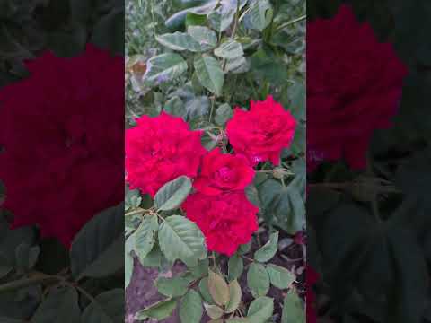 Beautiful Red Roses in my Garden #flowerszone #flowers #rose #lule #shortsvideo