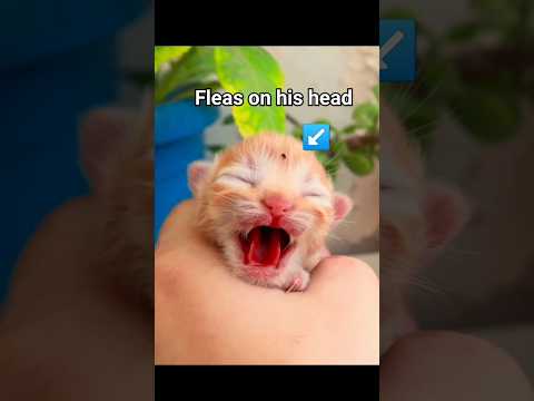 fleas in newborn kitten #foryou #cat #fypシ #kitten #viral #cute