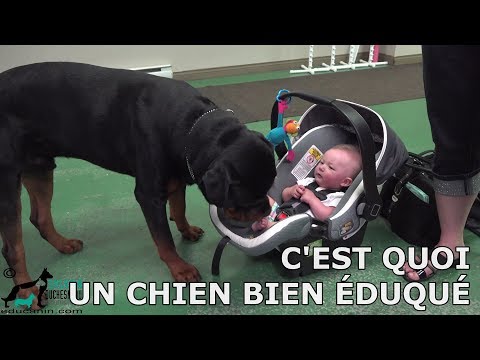 C'est quoi un chien bien éduqué