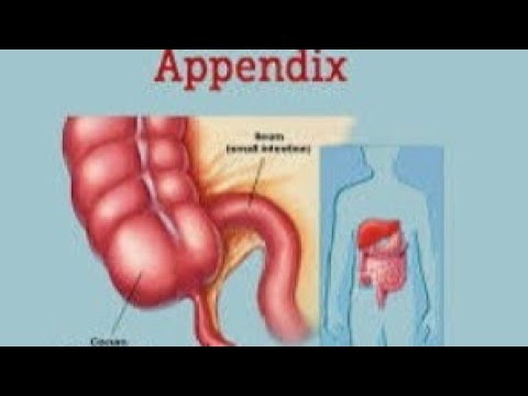 what is Appendix explained