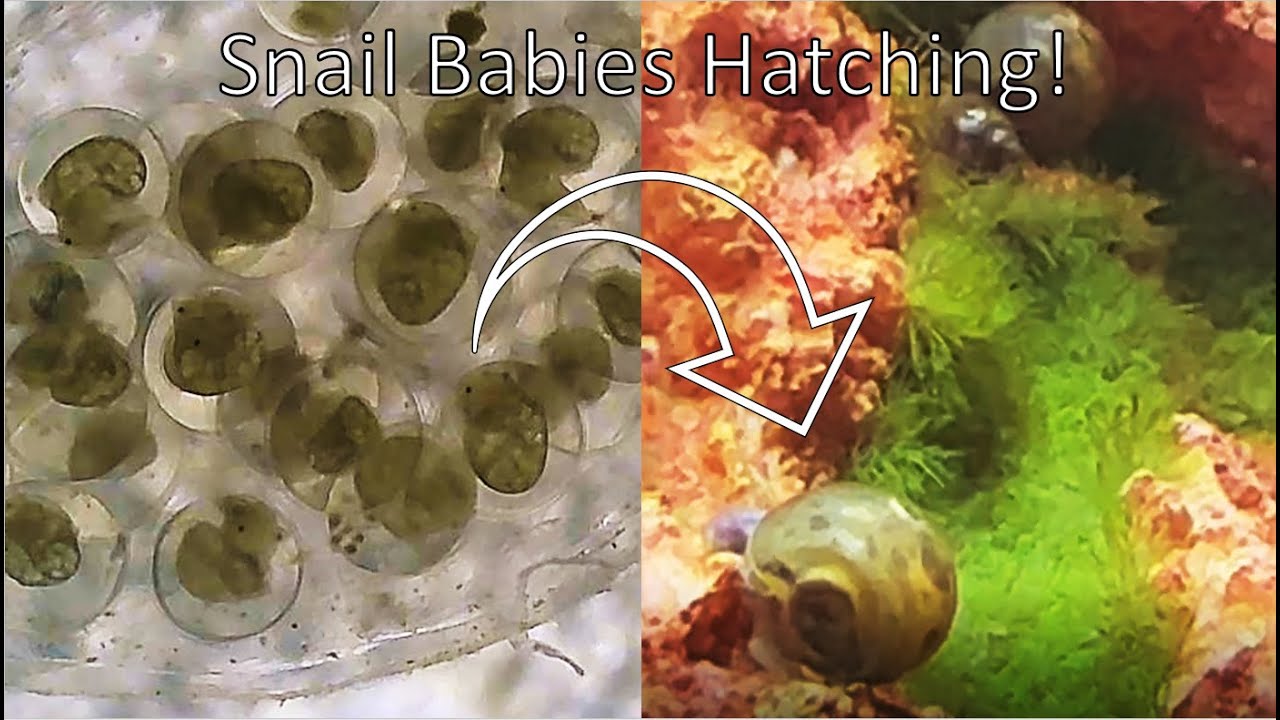 Baby Snails Eggs Hatching Time Lapse