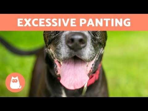 My DOG Is PANTING a Lot πΆπ
(8 Causes of Heavy Panting)