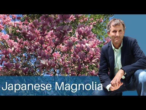 Japanese Magnolia