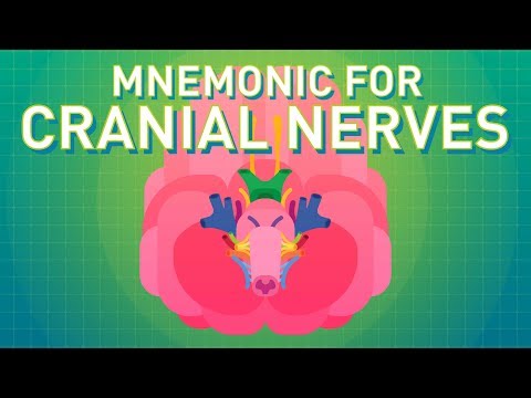 How to Remember the Cranial Nerves (Mnemonic) - EASIEST WAY!