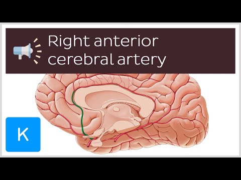 Right anterior cerebral artery | Anatomical Terms Pronunciation by Kenhub