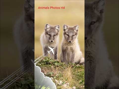 animals Photos hd 1080p