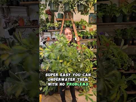 ☂️ Say hello to the Schefflera, aka the Umbrella Plant
