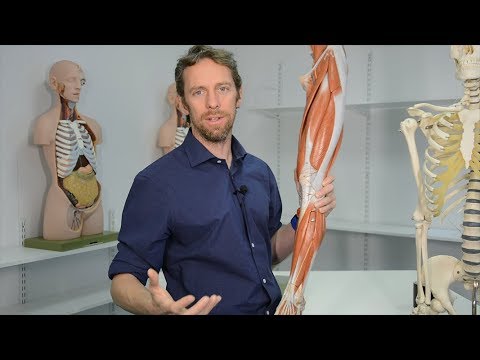 The Patella (anatomy)