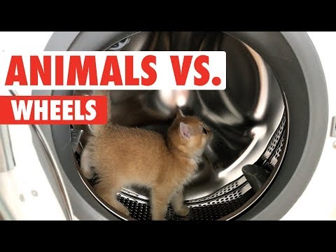Animals vs. Wheels | Funny Pet Compilation 2020