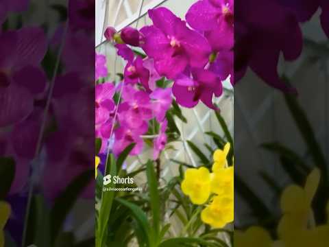 #bençãos #orchidcollection #orchidworld Happy Day & Good Vibes For Us #orquídeasexóticas #flowers