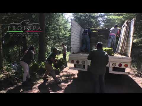 Asegura PROFEPA 3,483 pacas de musgo en Toluca Edo.Mex. | Procuraduria ...