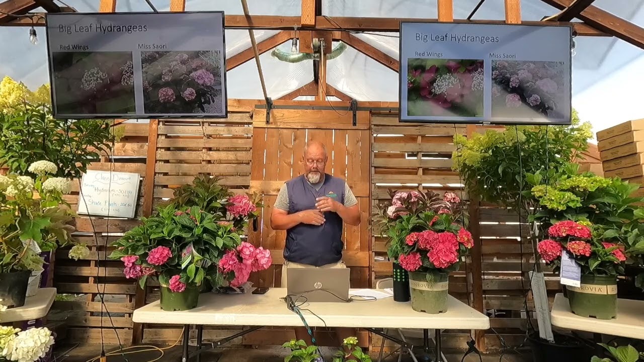 Hydrangealicious with Sunnyside Nursery