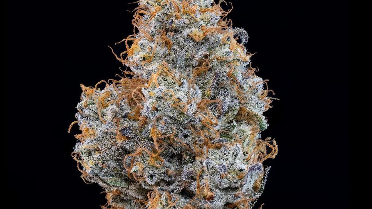 Black Maple Strain Review : StrainAfterStrain Reviews 