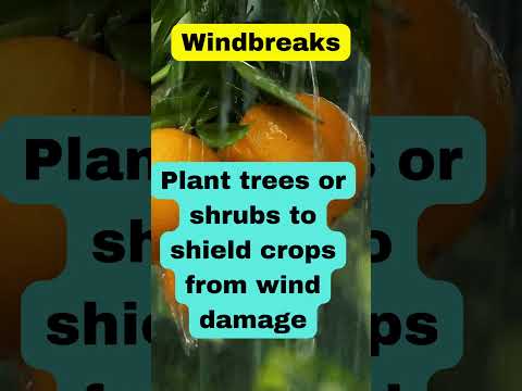What Are Wind Breaks #agriculture #windbreaks #shorts #shortsvideo #wind