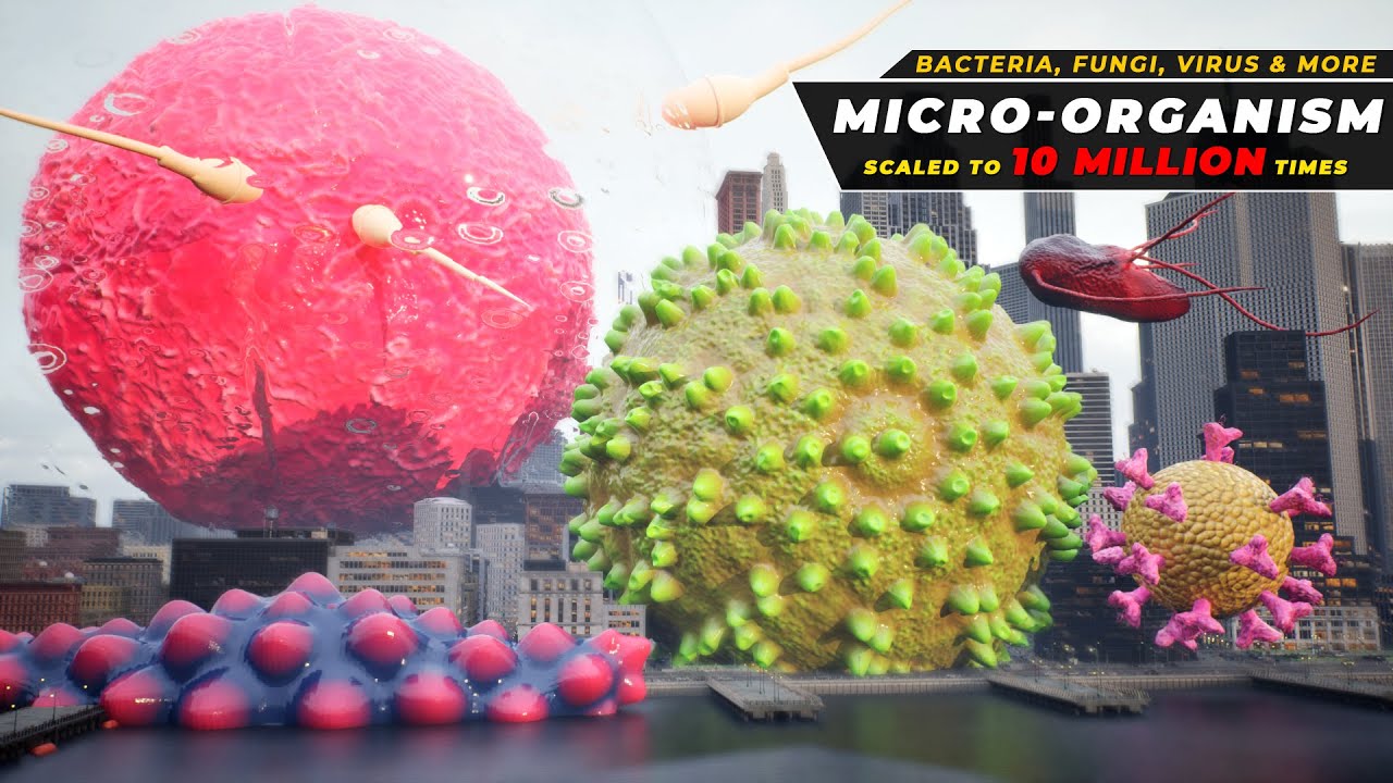 Microbe size at 10 Million times Scale  | if Micro live become 10 million times bigger