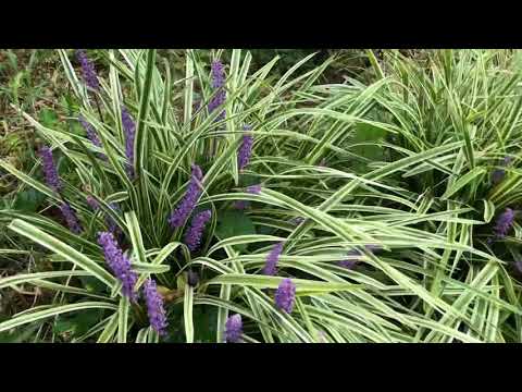 FLWR SZN #3: Liriope Muscari 💐 (Lily Turf)