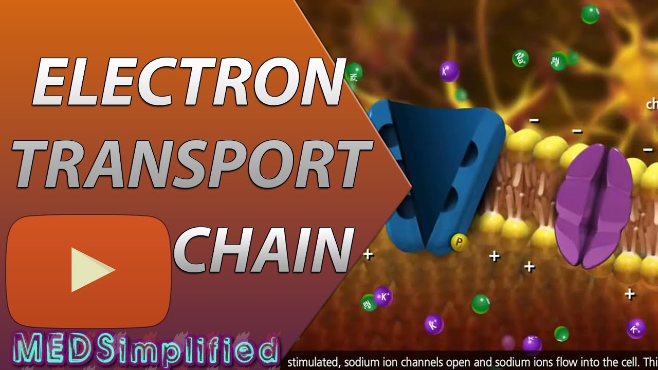 Electron Transport Chain ETC Made Easy