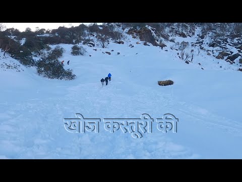 खोज कस्तूरी की | The Story of the Himalayan Musk Deer | Wildlife Adventures | @RoundglassSustain