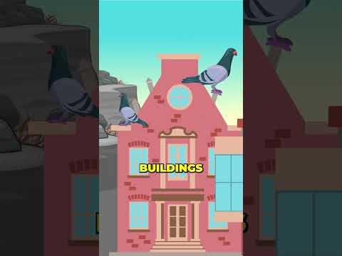 Why is Every City Full of Pigeons? 🏙️ #pigeons #geography #city #newyork