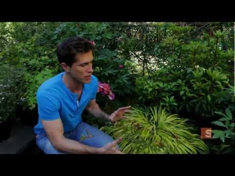 How to plan an urban garden - Urban Gardener video