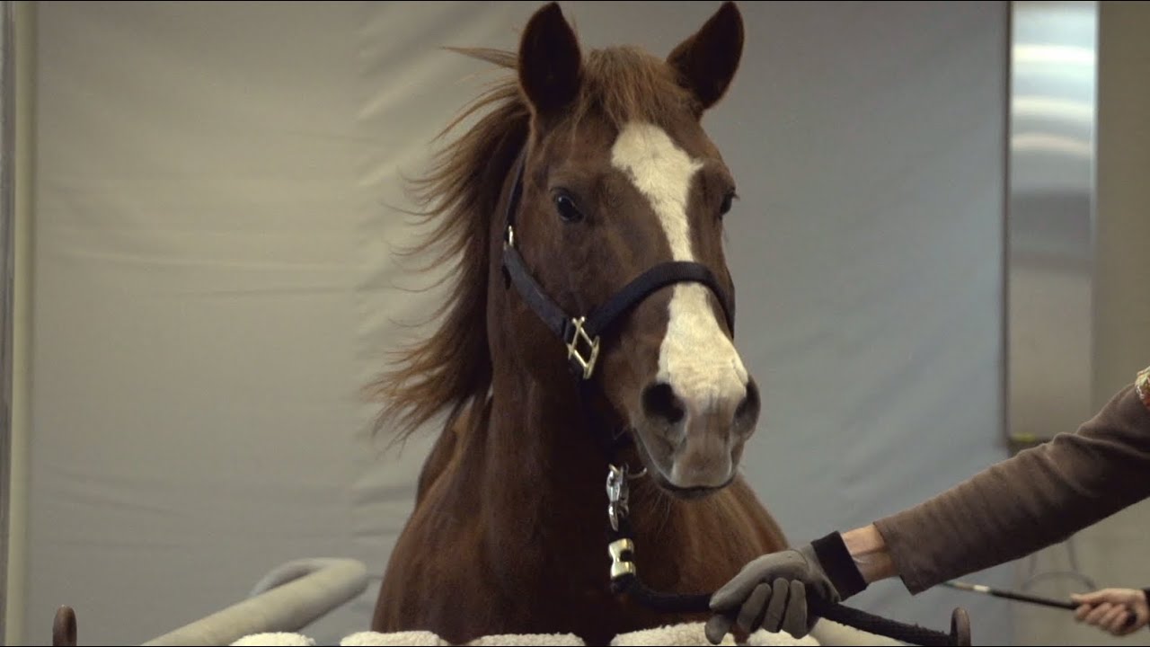 Equine Hospital - Veterinary Medicine