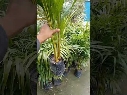 online all plant available home delivery available #plant #flowers
