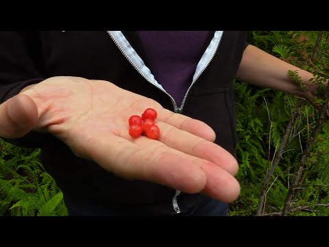 Red Huckleberry (Identification)