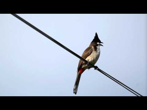 Sony A55 with 70-400G (Pycnonotus jocosus) Capture in HK