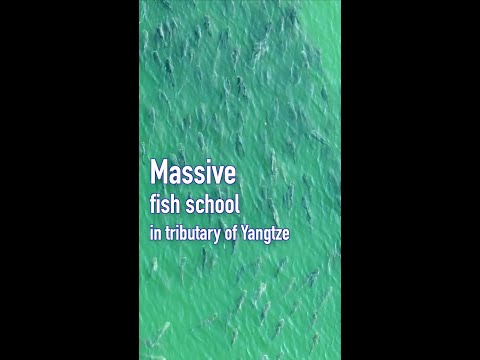 Massive fish school spotted in tributary of China's Yangtze