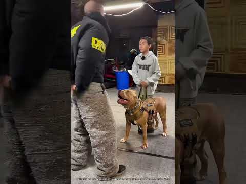 Un Chien Militaire Montre Ses Compétences 🤯 (expliqué)