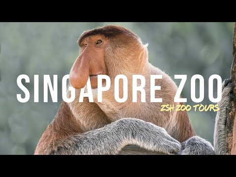 Singapore Zoo Tour | Asia's Best Zoo?