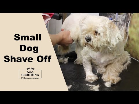 Dog Grooming Small Dog Shave off K9 Dog Groomer