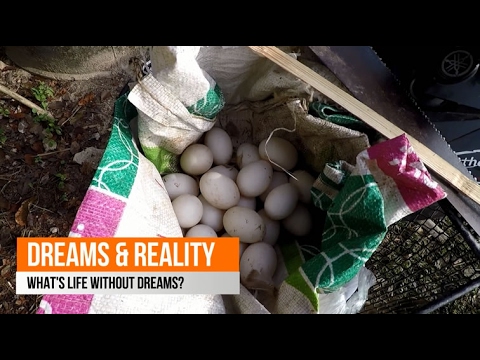 Dreams & Reality