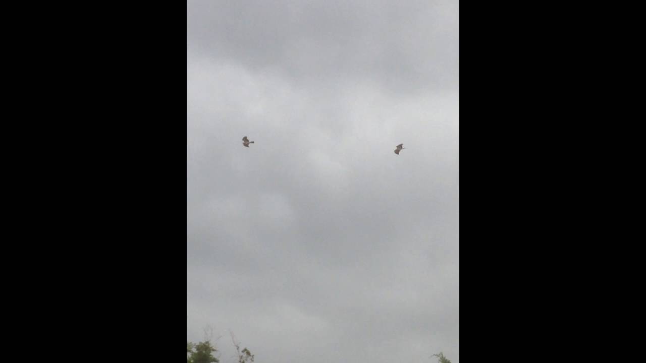 Hawk Migration, April, 2016