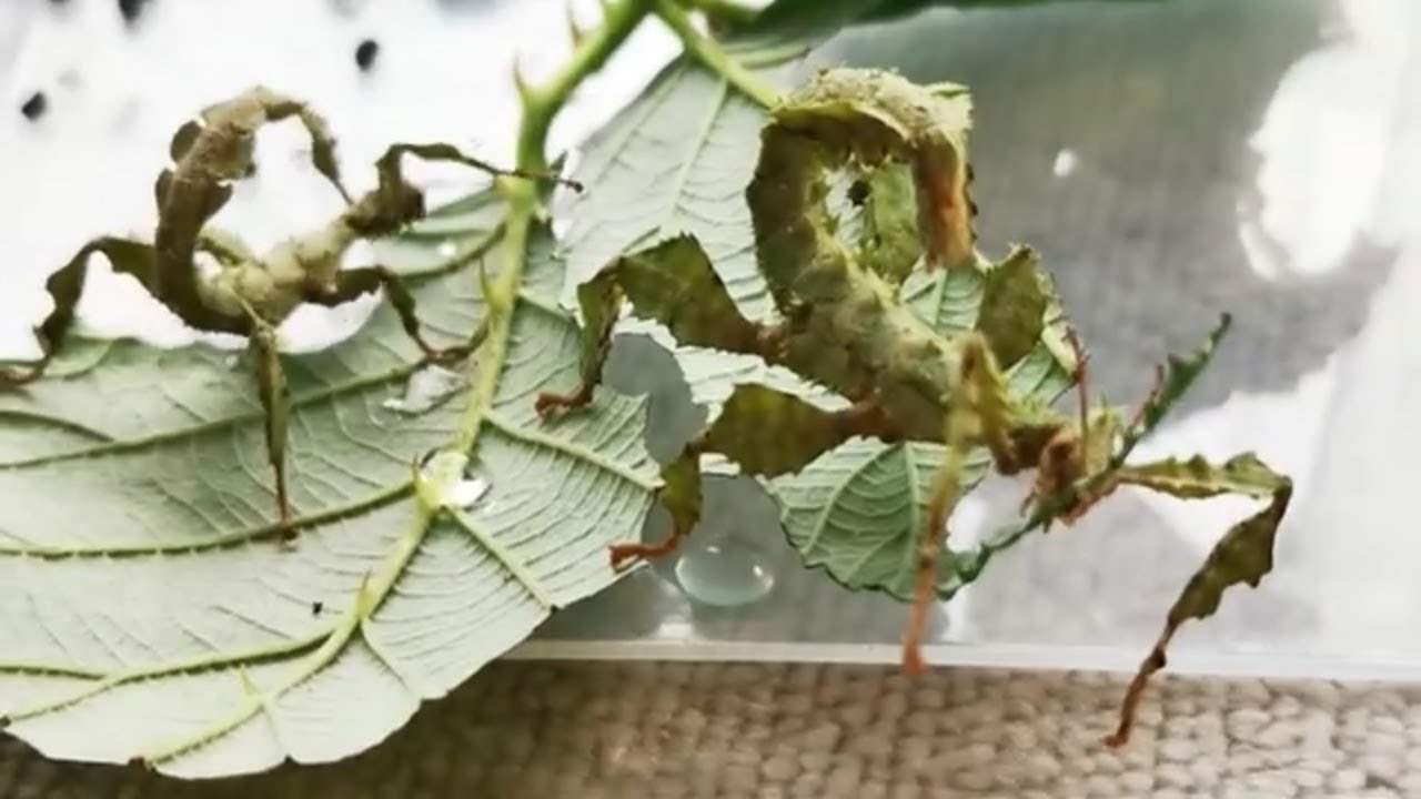 Unboxing GIANT Stick Insects - Giant Prickly  - HD Mcleays Spectre Giant Insects