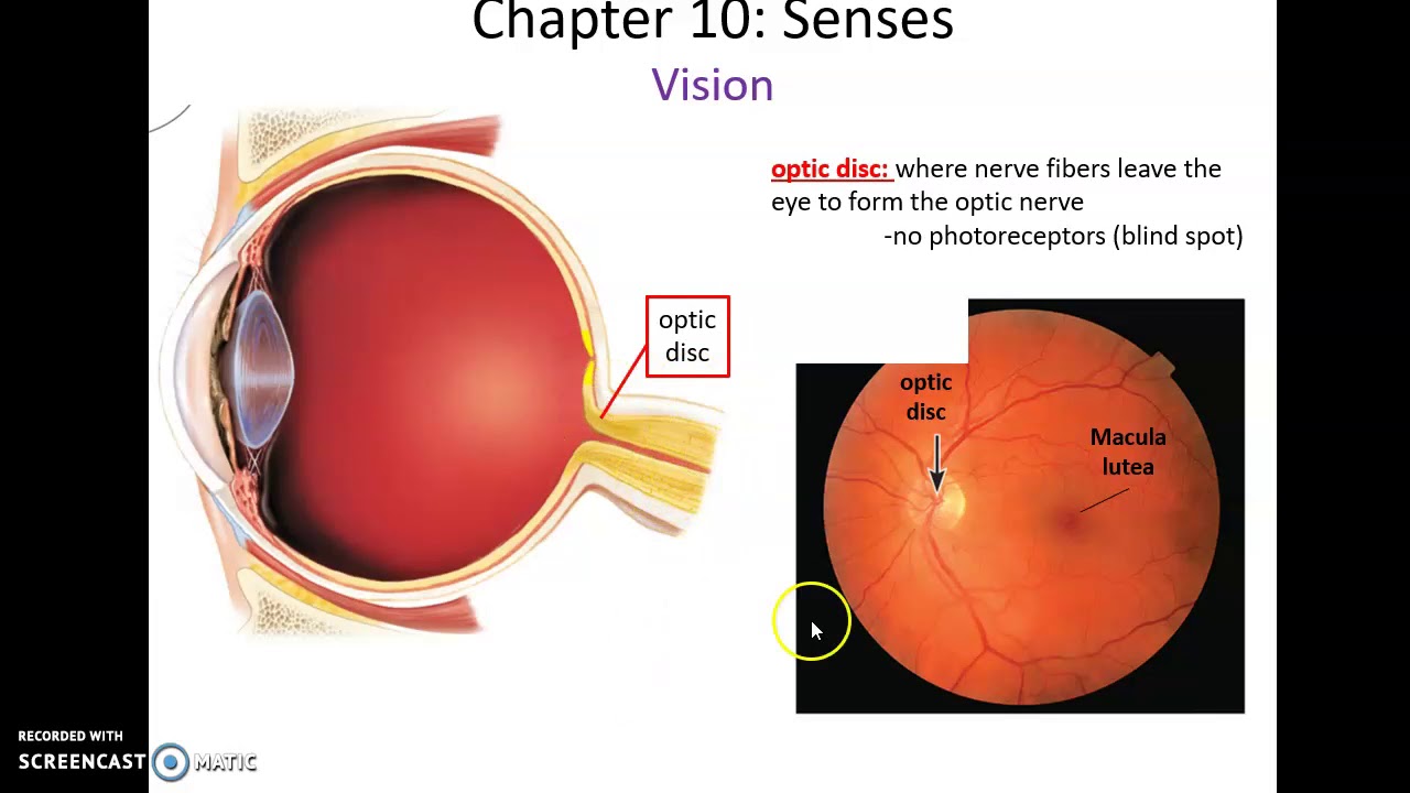 Chapter 10 Topics: Vision