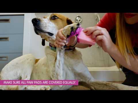 How To Make Paw-Print Art - Tutorial